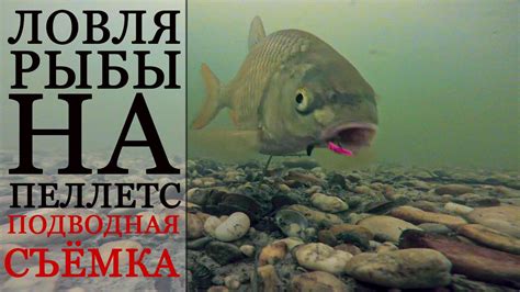 Ловля рыбы на Пеллетс подводная съёмка - YouTube