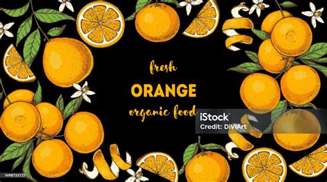 오렌지 과일 손으로 그린 디자인 벡터 그림입니다 디자인 패키지 브로셔 그림 오렌지 과일 프레임 그림입니다 포장 디자인 및 기타를위한 디자인 요소 달콤한 음식에 대한 스톡