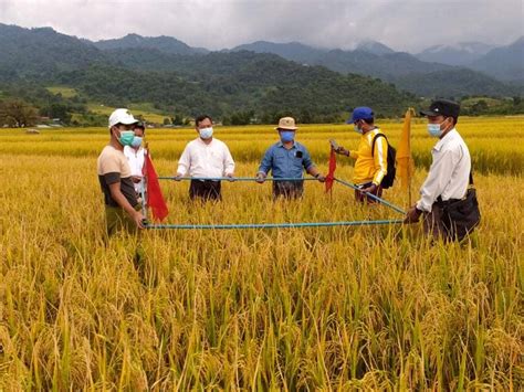 ဆဒုံးမြို့၌ မိုးစပါးစံကွက်ရိတ်သိမ်း Information And Public Relations Department