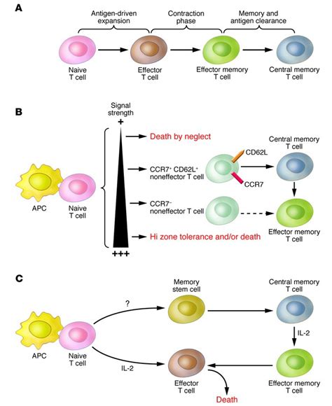 Jci Principles Of Adoptive T Cell Cancer Therapy