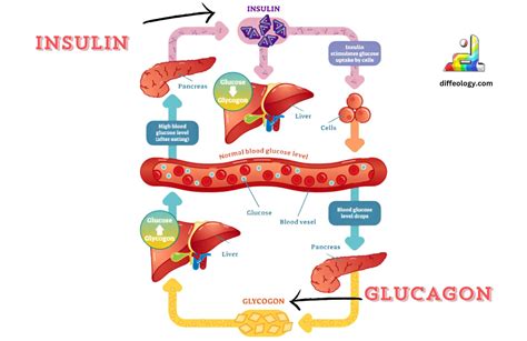 Difference Between Insulin And Glucagon Diffeology