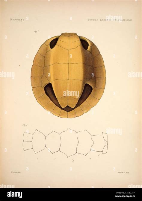 Anatomical And Zoological Researches V2 1878 China Zoology Yunnan