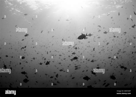 Shoal Of Redtooth Triggerfishes Odonus Niger Maldives Indian Ocean