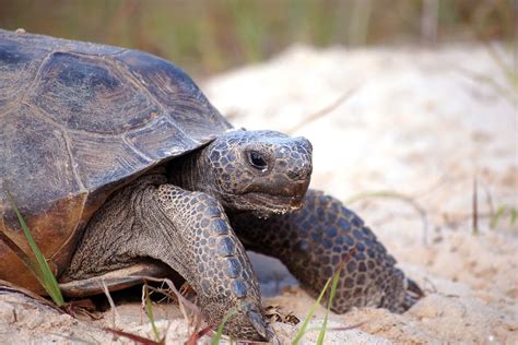 Shell Ebrating The Gopher Tortoise