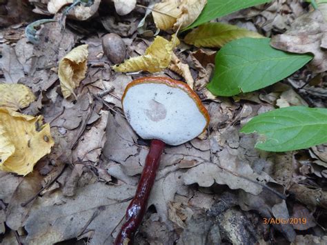 Трутовик лакированный (Гриб Рейши) (Ganoderma lucidum) фото и описание