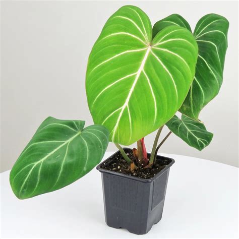 Philodendron Gloriosum Photos How To Grow Care At Home
