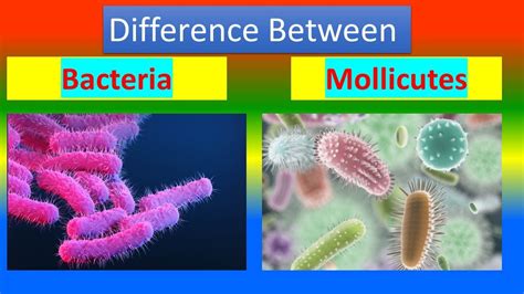 Difference Between Bacteria And Mollicutes Youtube