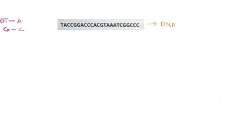 Solved Write The Complementary Mrna Sequence For The Dna Sequence