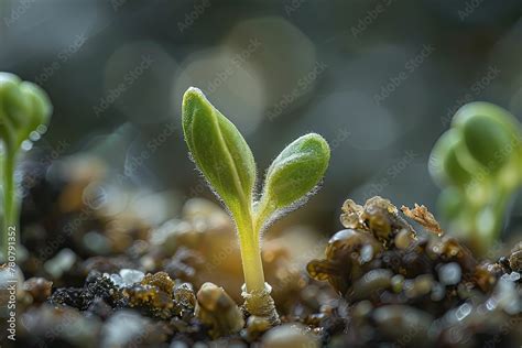 Exploring The Intricate Stages Of Seed Germination Unveiling The