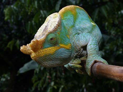 Виды хамелеонов | chameleonworld