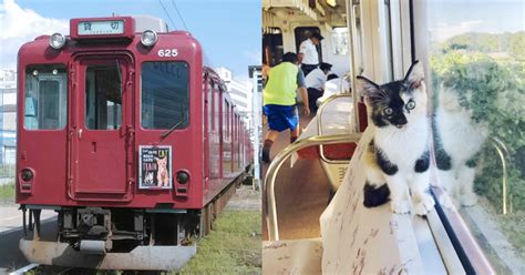 有貓貓們陪伴的旅程真療癒啊！日本養老鐵道推出專屬車廂貓咪café 貓咪、鐵道、火車、流浪貓、養老鐵道 愛玩妞 妞新聞 Niusnews