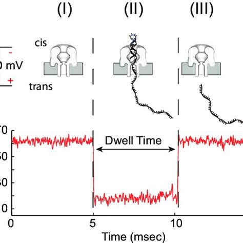 I Schematic For Dna Based And Logic Gate The 3 End Of A Strand Is Download Scientific