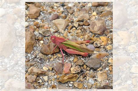 a rare genetic mutation has turned a grasshopper pink in texas