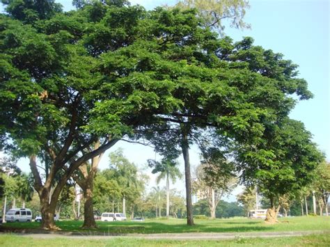 Acacia Tree Pictures