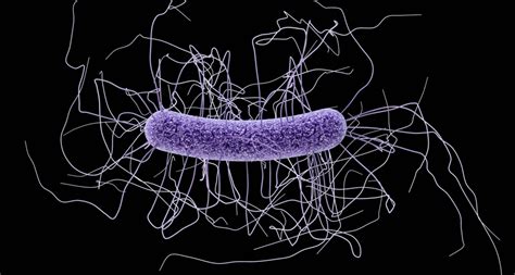 Genes That Control Toxin Production In C Difficile Idd
