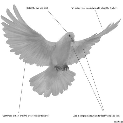 Realistic Beautiful Dove Drawing Drawing Tips Guide