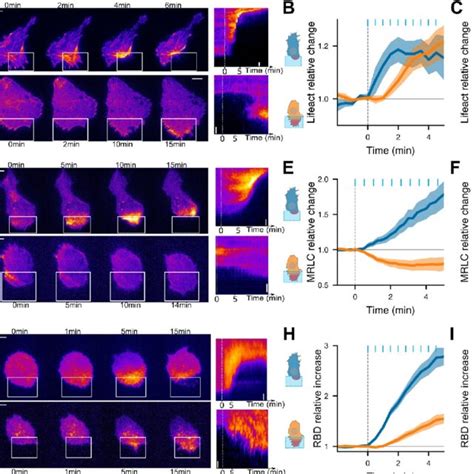 Downstream Effectors Show That Cell Phenotype Is Set Immediately
