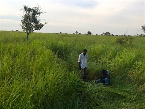 13 Ideas De Guinea Grass Agricultura Alienígenas Antiguos Plantas