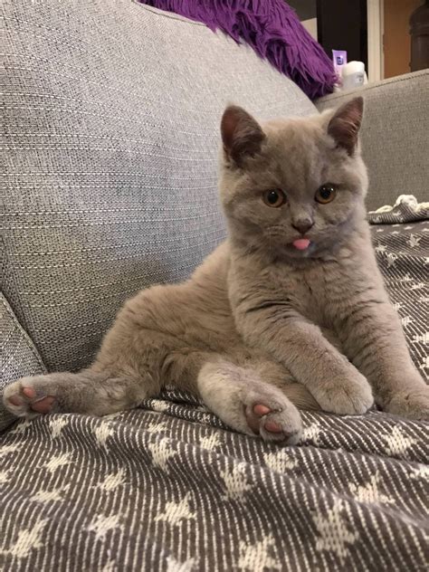 Cute Blep Scrolller