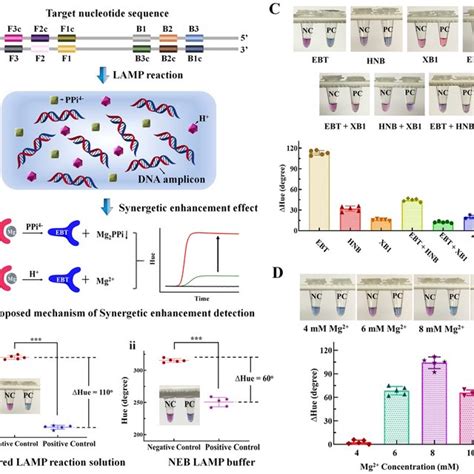 Optimization Of Real Time Colorimetric Lamp Assay A Detection Download Scientific Diagram