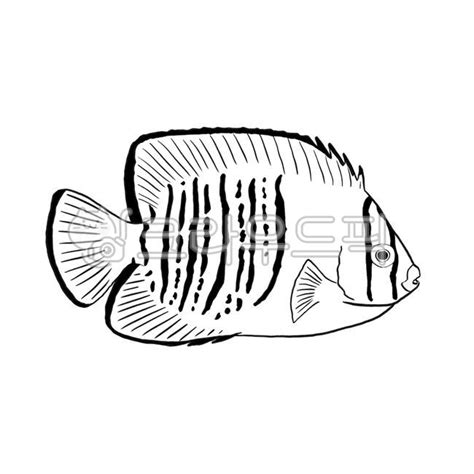 물고기 물고기일러스트 물고기도안 도안 문신도안 사진 이미지 일러스트 캘리그라피 Jellycious작가