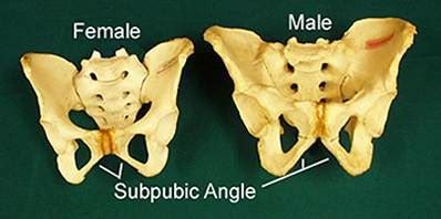 Determining Sex Using The Pelvis Forensicpedia