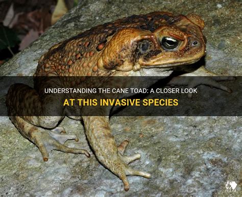 Understanding The Cane Toad A Closer Look At This Invasive Species