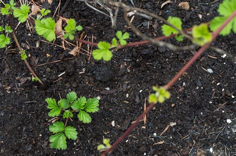 Raspberry Seedlings Pictures