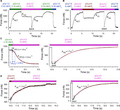 Examples Of Experimental Protocols And Analysis Of Force Transients Download Scientific