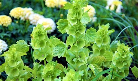 Самые необычные цветы для вашего сада Gardenlife Дзен