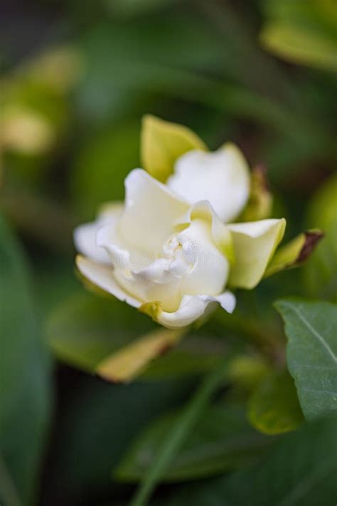 White Gardenia Flower On The Bush Stock Photo Image Of Decoration Deep