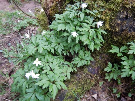 Wood Anemone Inis Ecology