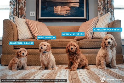 The Goldendoodle Country Lane Doodles