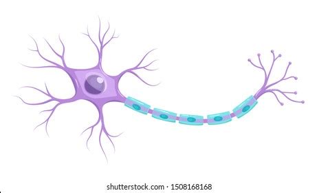 Illustration Neuron Isolated On White Background Stock Illustration