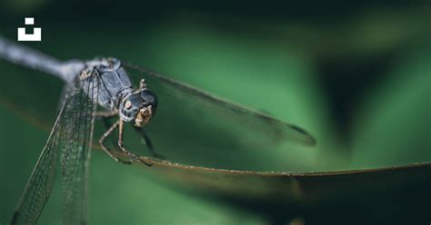 낮에 클로즈업 촬영으로 갈색 줄기에 자리 잡은 흑백 잠자리 사진 Unsplash의 무료 녹색 이미지