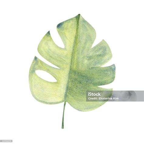 Monstera 식물 잎 수채화 그림은 흰색 배경에 고립되어 있습니다 향신료 상자 카페 메뉴 향신료 포장 조리법 라벨 및 로고 장식에 완벽한 고품질 손으로 그린 디자인 요소