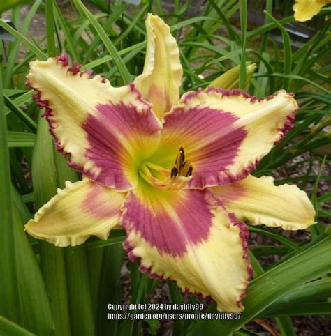 Daylily Of The Day Raspberry Griffin In The Plants Of The Day Forum