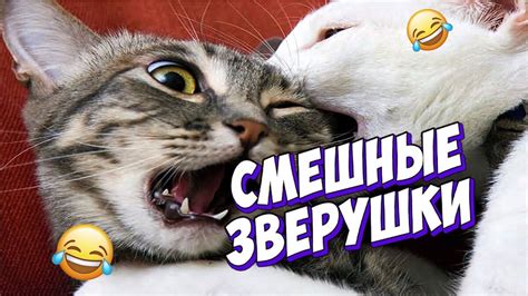 🤣ЛУЧШИЕ ПРИКОЛЫ С ЖИВОТНЫМИ НОВЫЕ ПРИКОЛЫ С КОТАМИ СОБАКАМИ СМЕШНЫЕ ЖИВОТНЫЕ 26🤣🤣🤣 Youtube