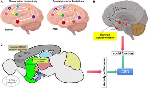 Serotonin And Dopamine Relationship