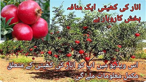 انار کی فارمنگ ڈ۔ہرانوالہ Youtube