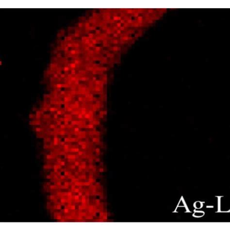 Scanning Transmission Electron Microscope Mapping Stem Image Of The Download Scientific
