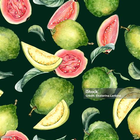 전체 구아바와 조각은 검은 색으로 격리 된 수채화 무늬를 남깁니다 열대 과일 핑크 옐로우 펄프 구아자바 손으로 그렸습니다 포장