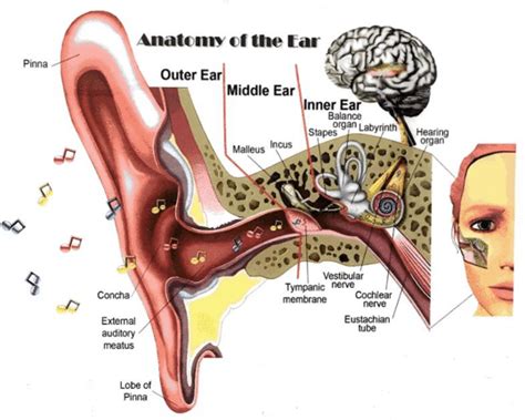 How Loud Is Too Loud Part One How Loud Noise Affects The Ear And Hearing Listen Technologies