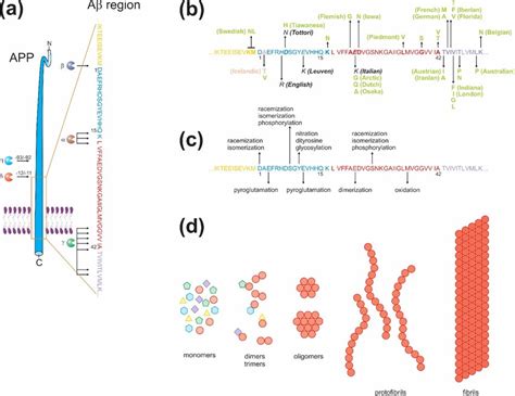 Aβ Generation Primary Sequence Post Translational Modifications And Download Scientific