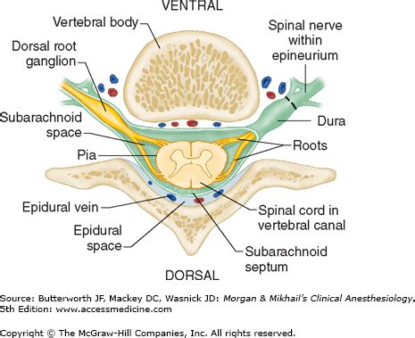 Spinal Epidural And Caudal Blocks Anesthesia Key