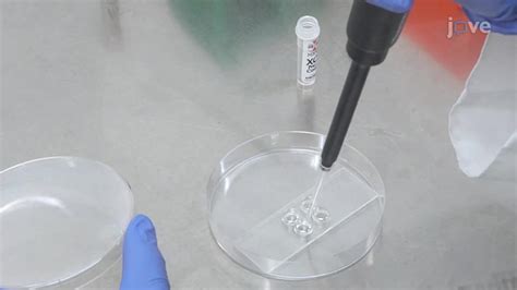 비디오 Plastic Microfluidic Chips를 사용한 분류된 1차 쥐 뉴런 배양 실험