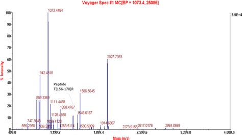 Maldi Ms Spectrum Obtained From The Analysis Of The Tryptic Peptide Download Scientific Diagram