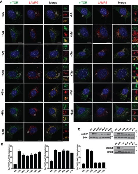 Multiple Amino Acids Promote Mtorc1 Lysosomal Localization A Download Scientific Diagram