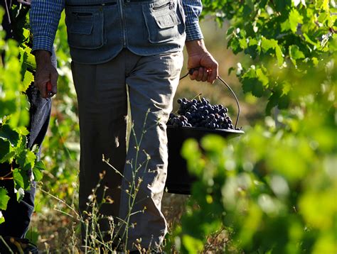 Champagne Philippe Martin Champagne Nos Vignerons