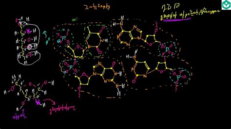 ԴՆԹ ի մոլեկուլային կառուցվածքը Կենսաբանություն «Քան ակադեմիա Youtube